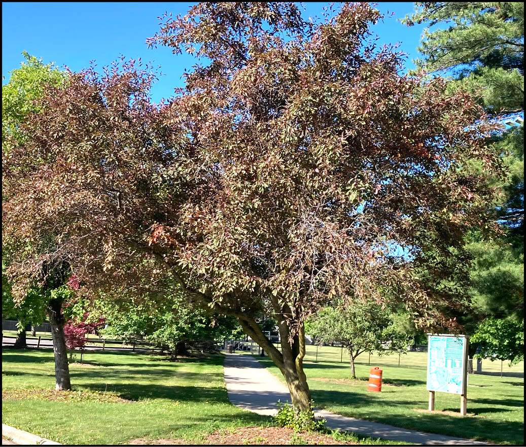 BRYAN CITY COUNCIL: Council Names Arboretum For Late Biology Teacher ...